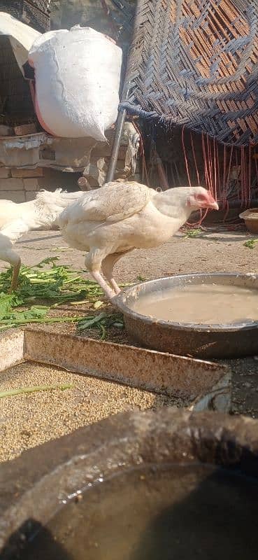 Aseel heera hen for sale egg lying - Hens - 1095660569