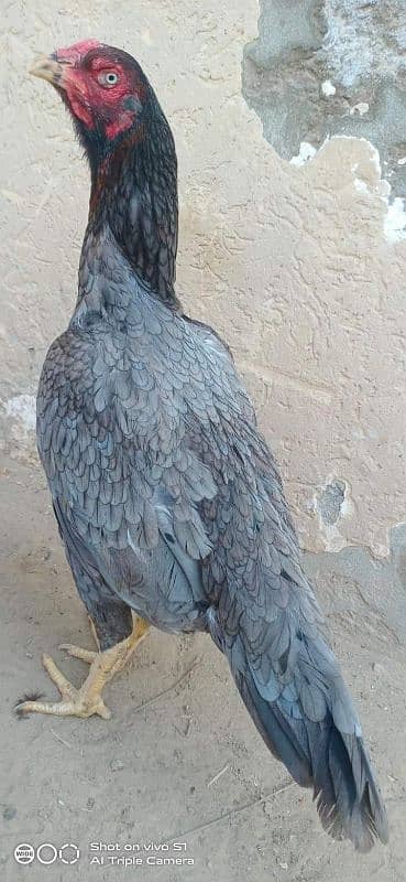 aseel murgi - Hens - 1095685783