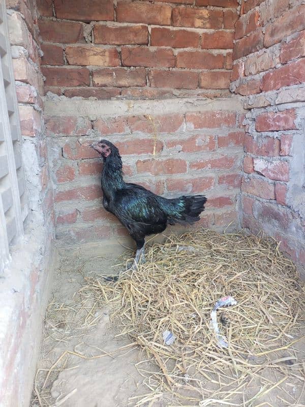 Aseel Thai Dragon Female - Hens - 1095696826