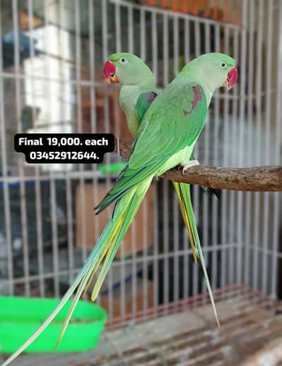 Pahari Raw Female Parrot Adult Breeding Alexander Alexandrian - Parrots ...