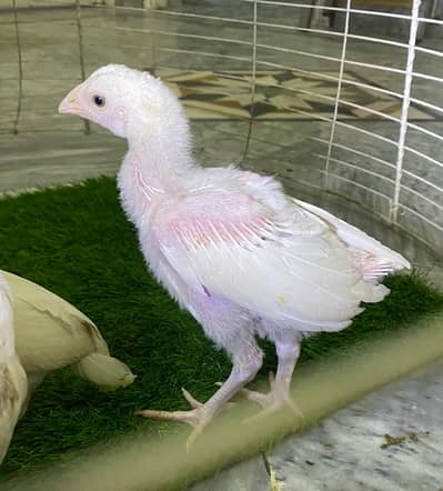 Aseel Heera. Heera Aseel . paper white Heera Aseel chiks - Hens ...