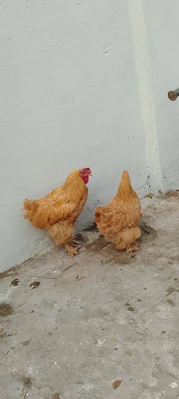 golden heavy buff - Hens - 1095839872