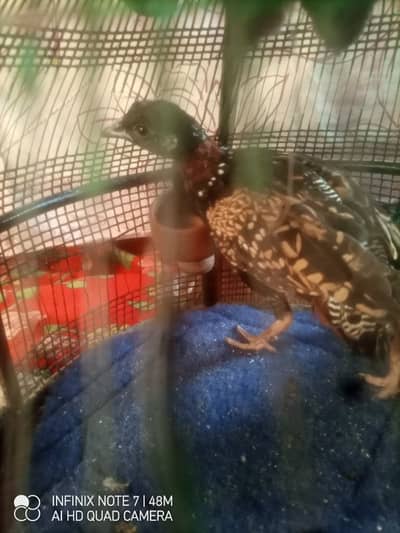 black teetar - Hens - 1095906201