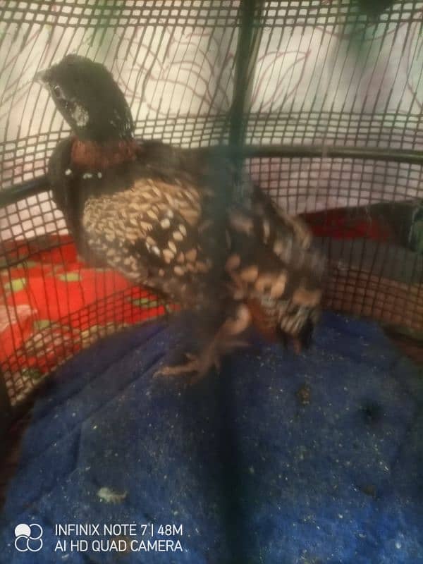 black teetar - Hens - 1095906201