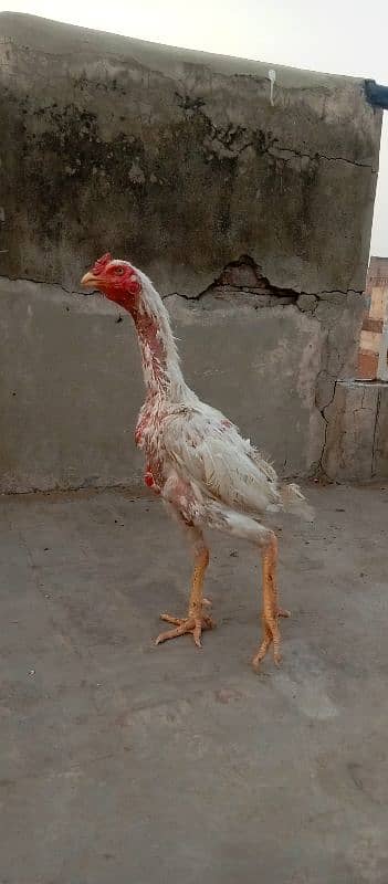Heera Murga - Hens - 1095981766