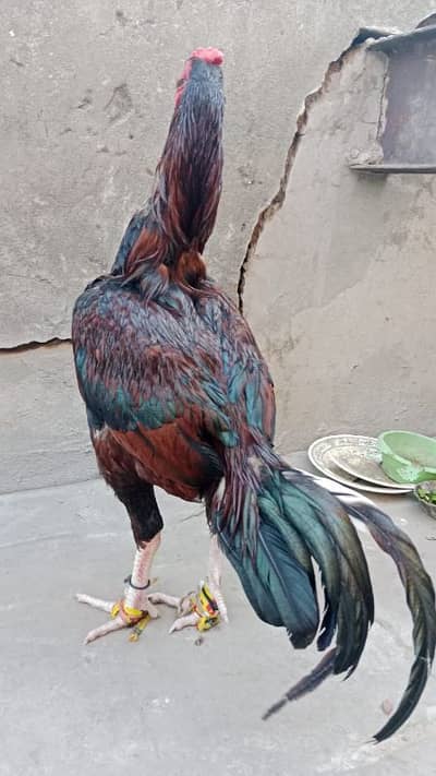 Pure Lakha Mushka Murga for sale - Hens - 1096007243