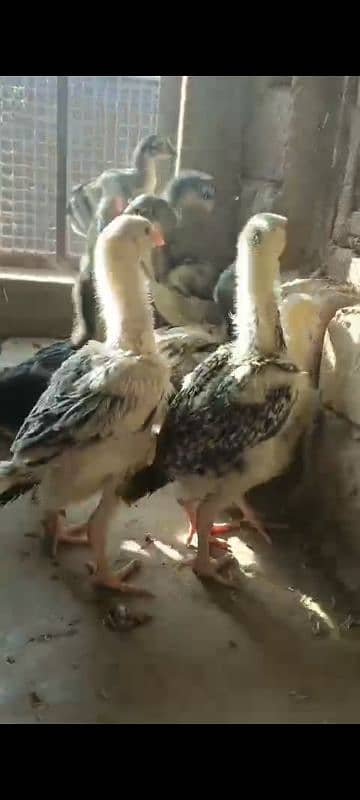 Java Shamo Chick / Pure German Blood line / Shamoo / Aseel / Asel ...