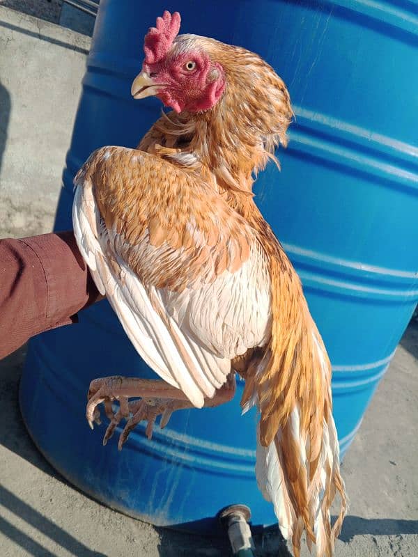 peela sontol 0315/5202336 - Hens - 1096144795