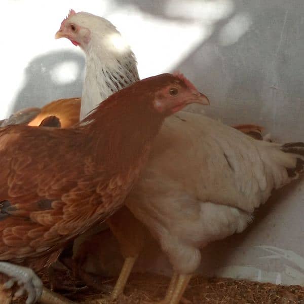 starter murgi available 12 murgi 2 male - Hens - 1096146841
