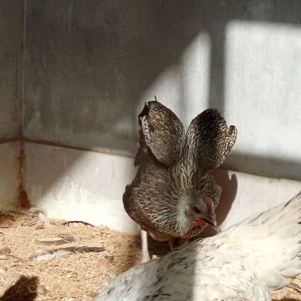 starter murgi available 12 murgi 2 male - Hens - 1096146841