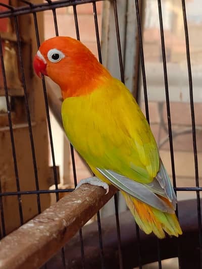 dilute Opaline /blue //PF female - Parrots - 1096175129