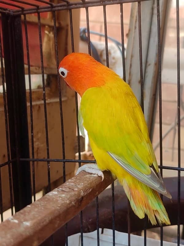 dilute Opaline /blue //PF female - Parrots - 1096175129