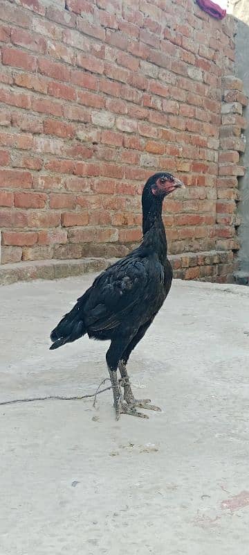 Thai Aseel patha - Hens - 1096239183