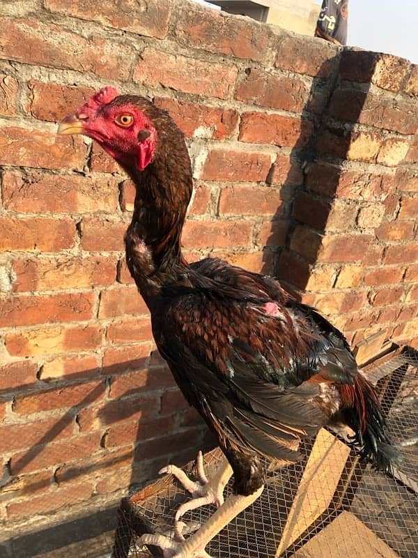 Aseel Pakistani+Thai cross - Hens - 1096247044