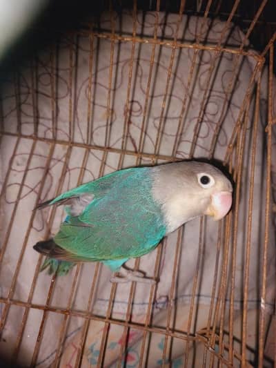blue fisheri split ino female / finches Isabel male - Parrots - 1096268412