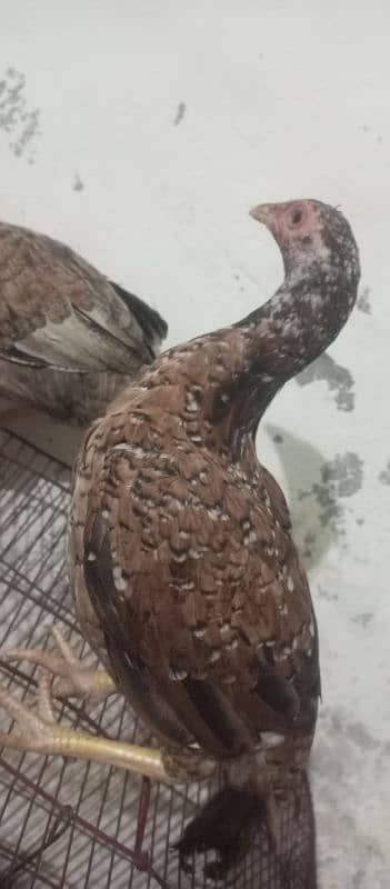 Aseel Murgi age 4 Month - Hens - 1096289135