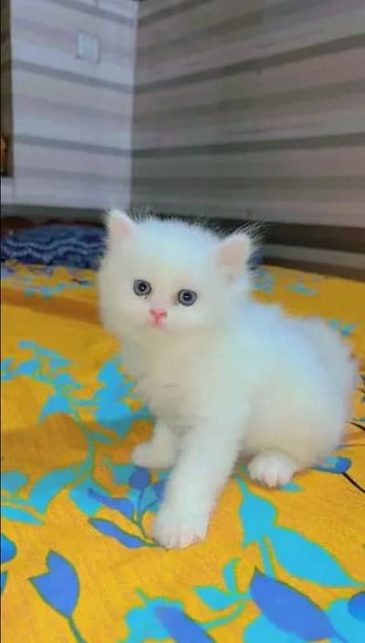 beautiful persian female kitten for sale - Cats - 1096318692