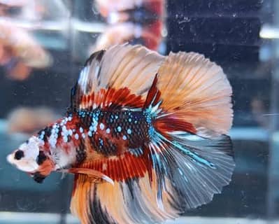 VERY ACTIVE AND FRESH BETTA STOCK !!! buy now - Fish - 1096415694