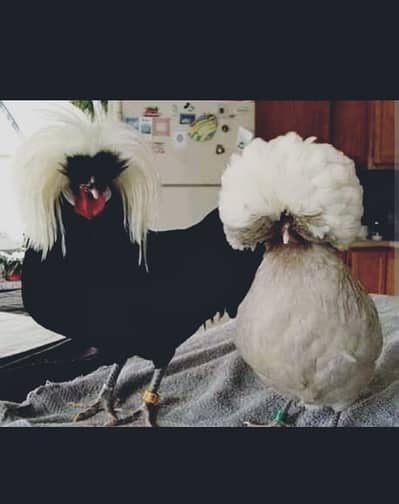 Fancy chicks Brahama,Polish,Heavy Buff, Golden,heavy cochine ,Coco,hen ...