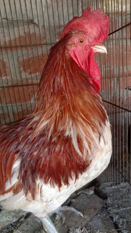 Lahmmon Breed Active Desi Murgha - Hens - 1094495687