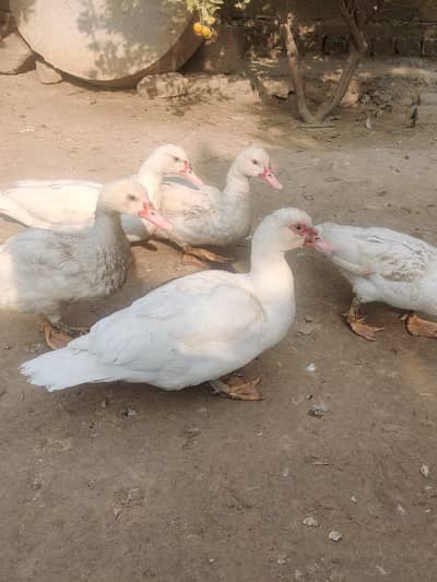 Pure White Muscovy Ducks (very rare) - Ducks - 1096562062