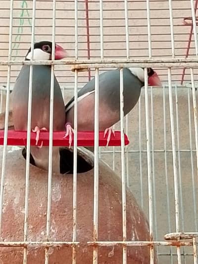 Grey Java Breeder Pair - Finches - 1096568314