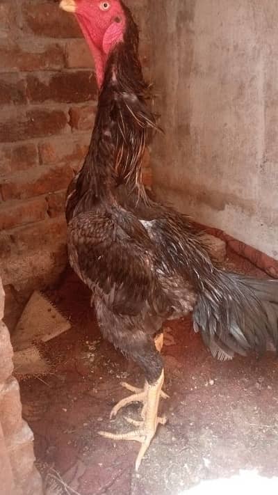 blue shamo breeder male,( chicks) - Hens - 1096596742