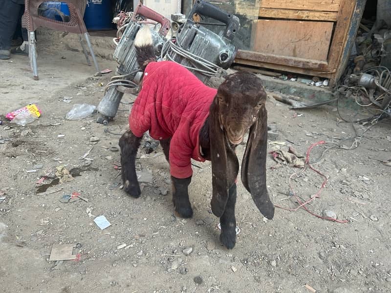 bakri or bakri ka bacha sale krna he - Goats - 1096608072