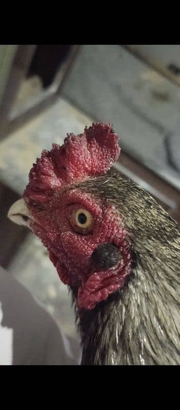 java aseel jora pair for sale - Hens - 1096653726