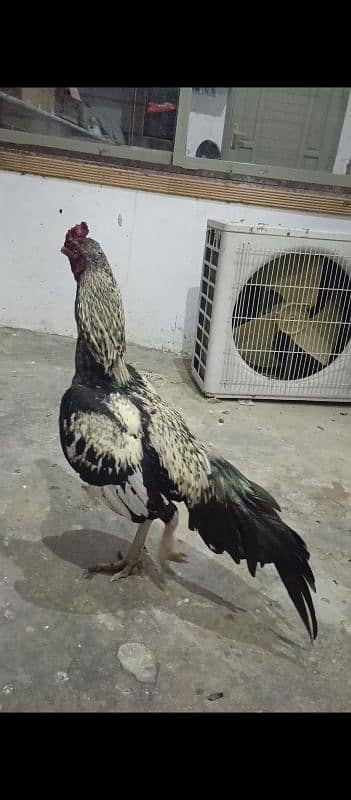 java aseel jora pair for sale - Hens - 1096653726
