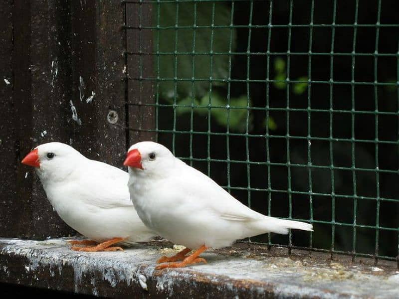 white Finches breeder per pair - Finches - 1096691706
