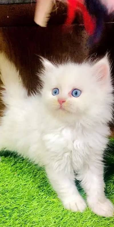 quality Persian panch face cate & kittan male female both available h ...