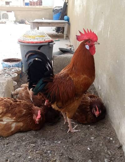 golden misri desi murga - Hens - 1096728615
