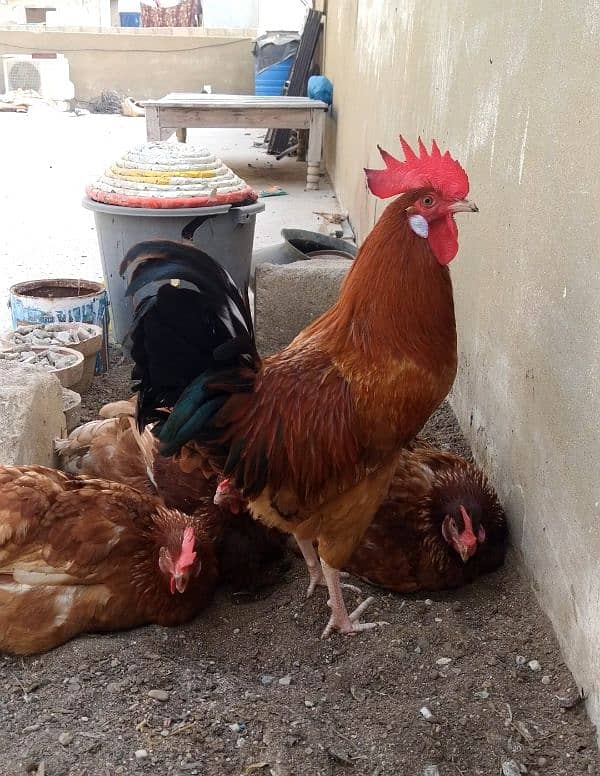 golden misri desi murga - Hens - 1096728615