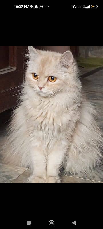 Semi Punch Persian cat - Cats - 1096736242