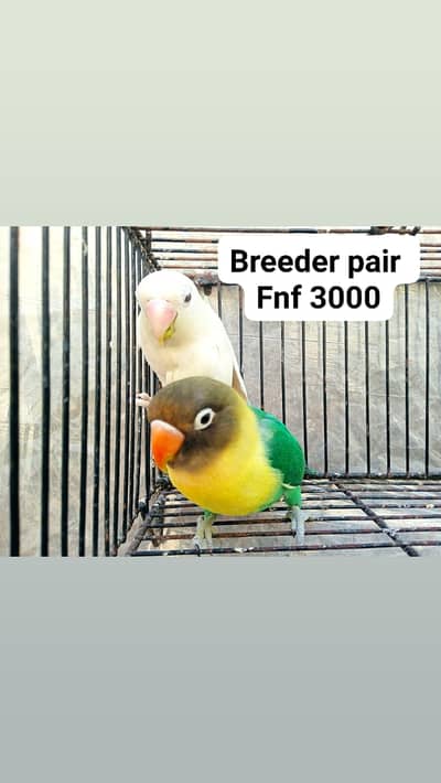 parblue split ino albino black eye breeder pairs - Parrots - 1096846631