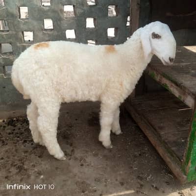 dumba gula full Charo or active granti - Goats - 1096973322