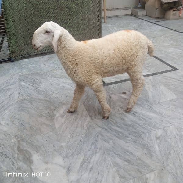 dumba gula full Charo or active granti - Goats - 1096973322