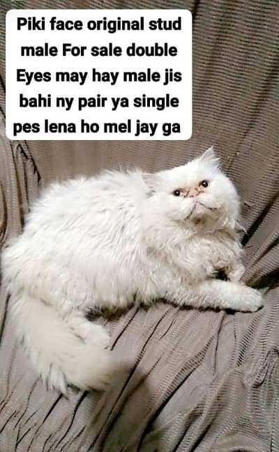 piki face male & female cat for sale whatsup nbr 03084970434 - Cats ...