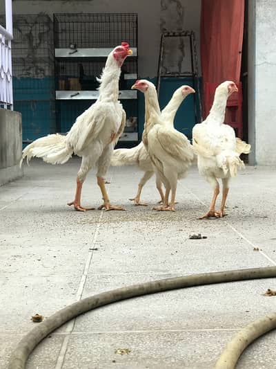 Supreme Quality white shamo / / King/O Shamu/ white shamo chicks - Hens ...