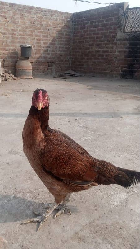 pure aseel white murga murgi mianwali - Hens - 1097009186