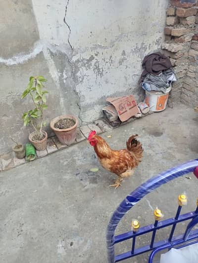 Golden heavy buff, white bentum, astrolope pair - Hens - 1097014458