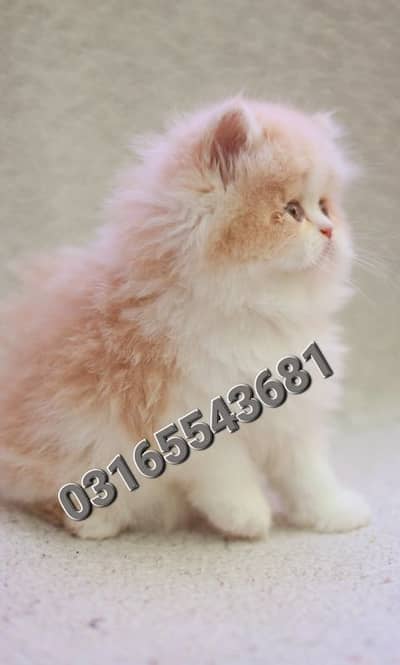 Persian cat/pike face kittens/triple coated/Persian kittens - Cats ...
