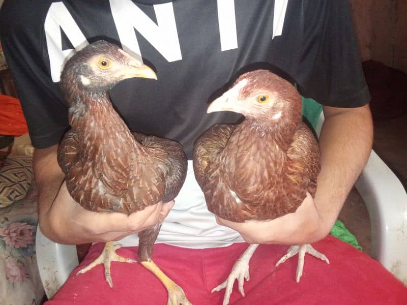 Aseel murgi pair - Hens - 1097063945