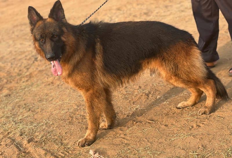 gsd young male for sale - Dogs - 1097071076
