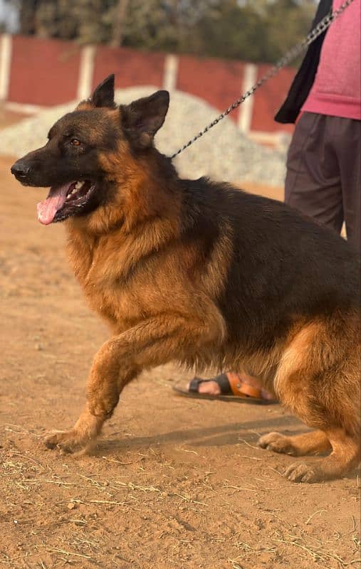 gsd young male for sale - Dogs - 1097071076