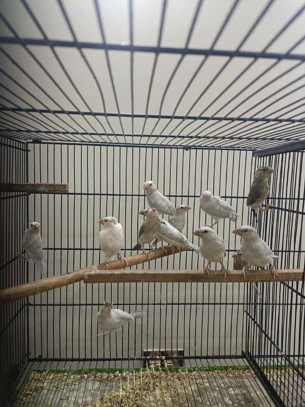 silver java patha available - Finches - 1097083525