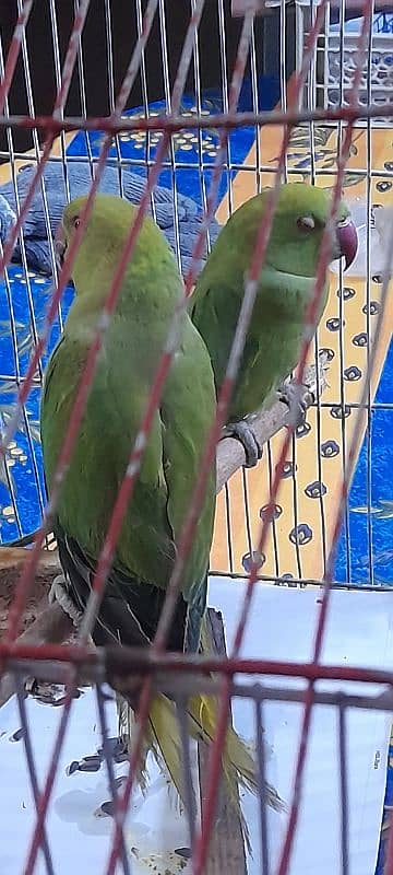 Green Ring Neck Parrot - Parrots - 1097131382