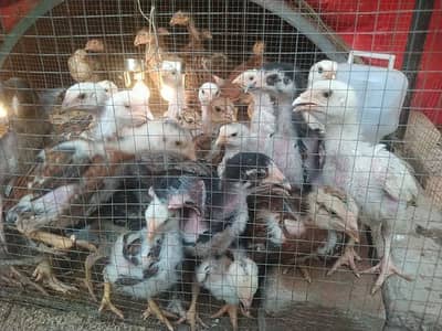 PURE ASEEL CHICKS, ALL BREEDS - Hens - 1097136351