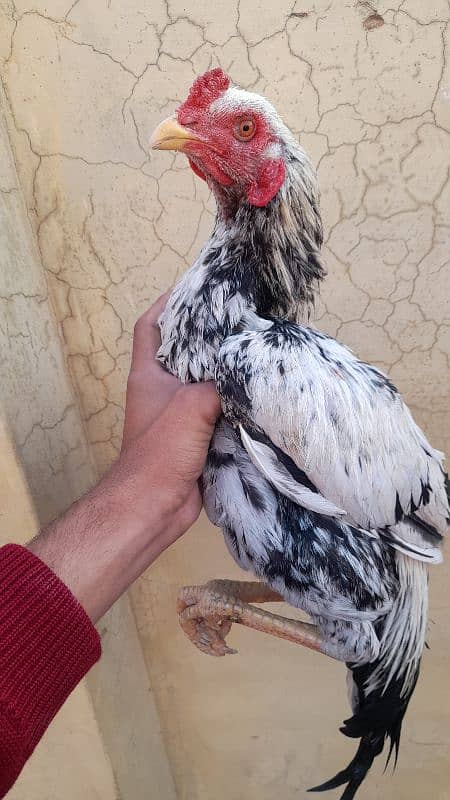 aseel pathay pathiyan for sale - Hens - 1097161105